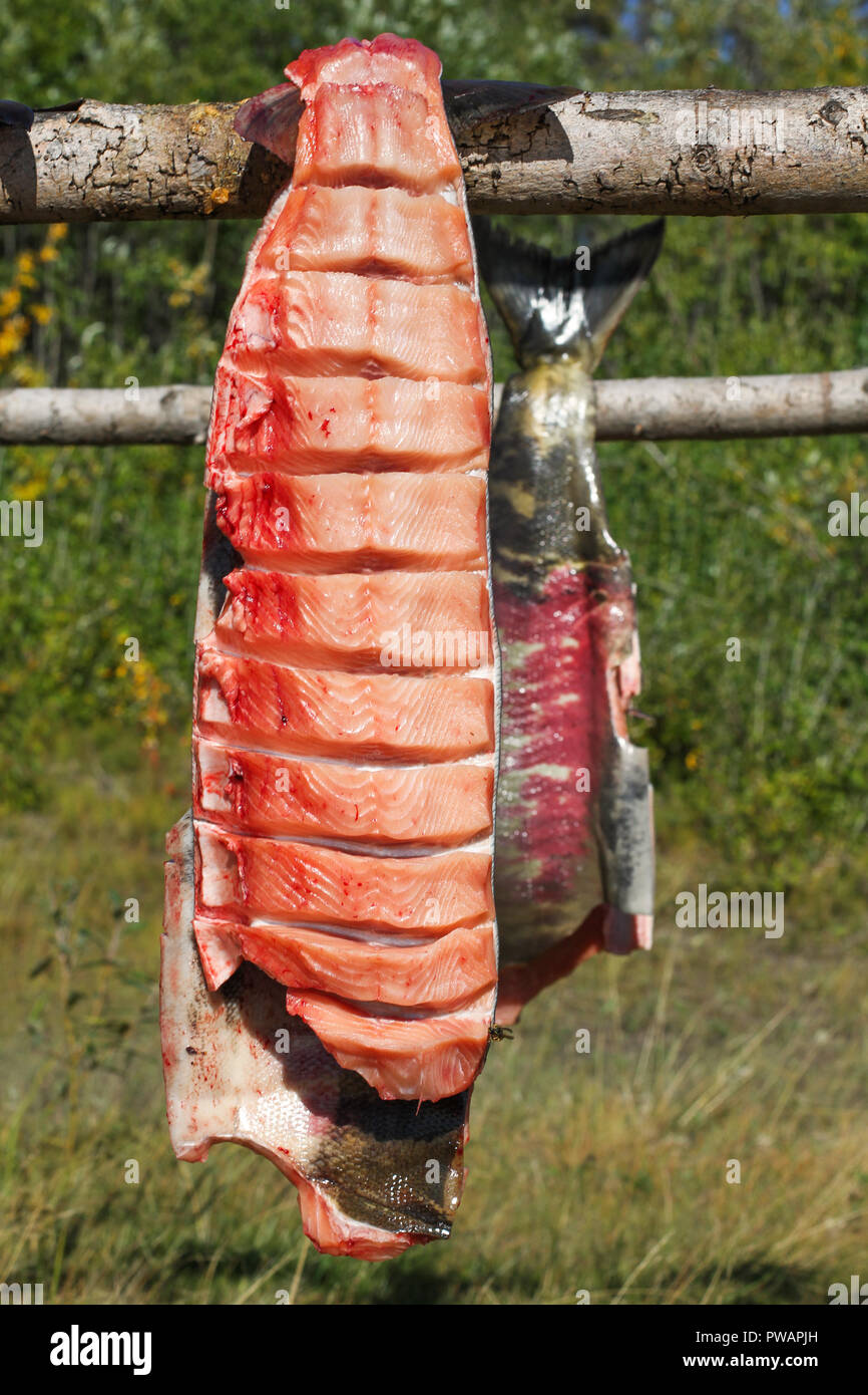 Yukon Territory, Alaska. Vertical view of salmon fish drying on a fish ...