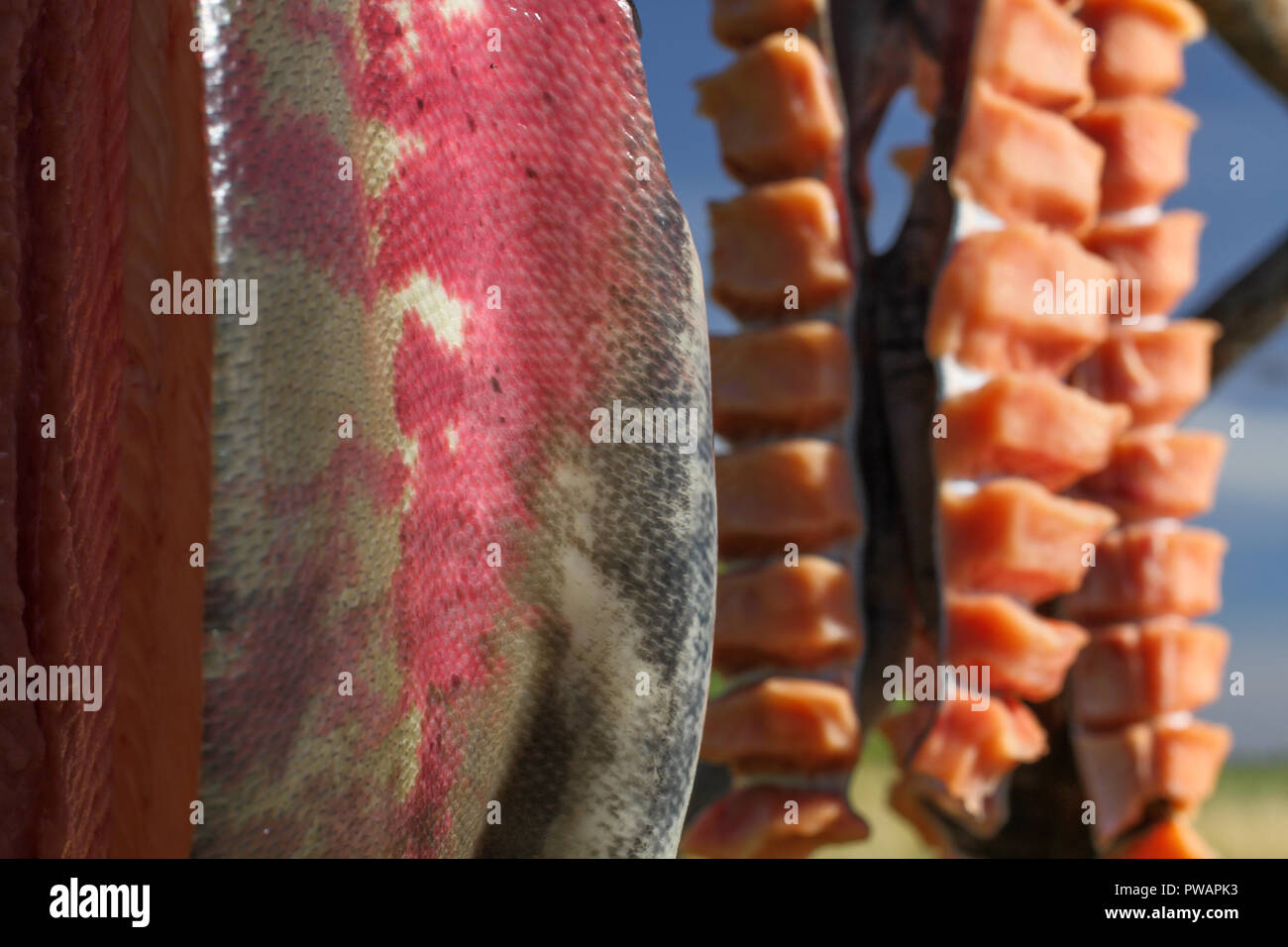 Yukon Territory, Alaska.Close up of salmon fish drying on a fish rack ...
