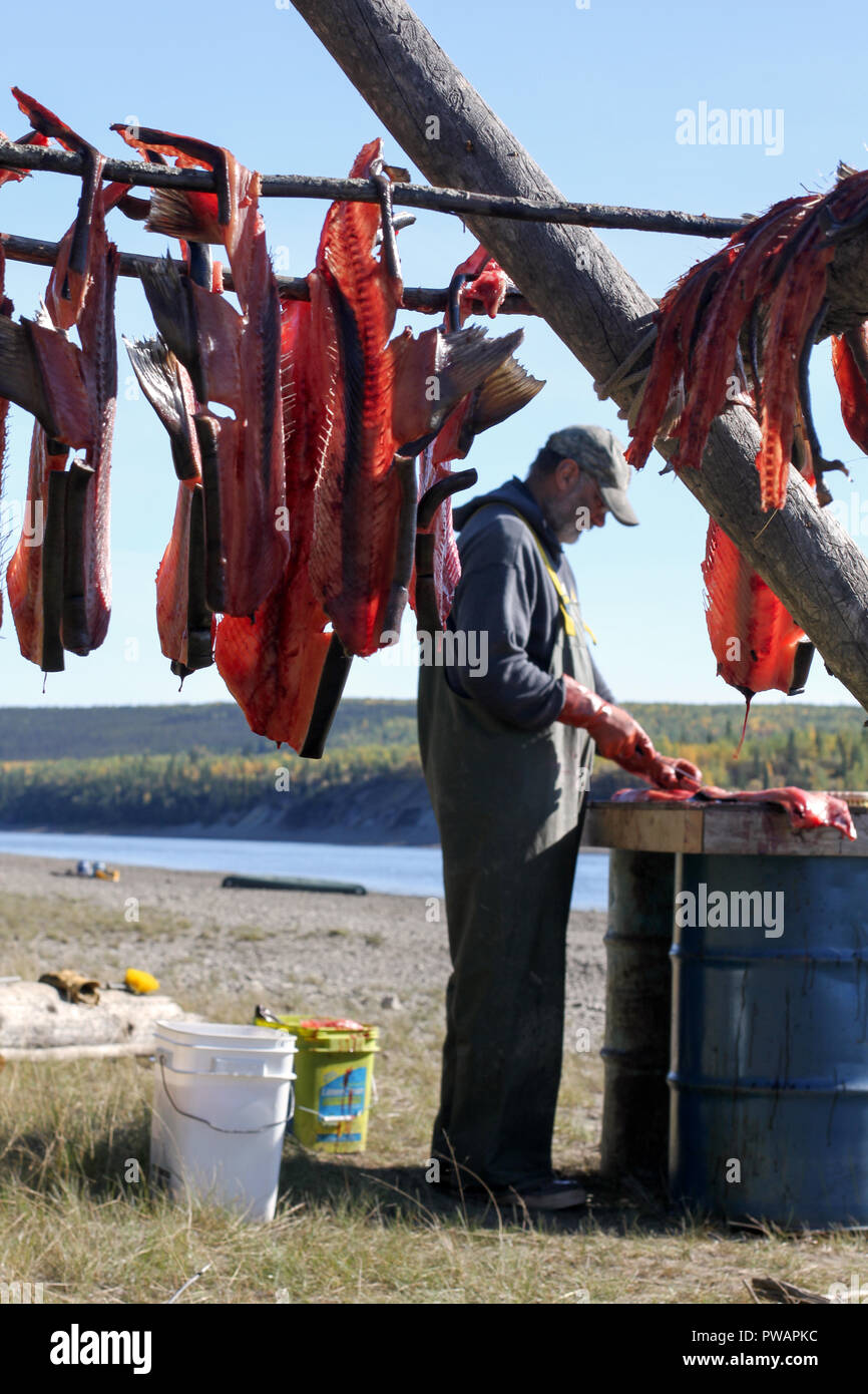 Yukon Territory, Alaska. Vertical view of trapper cleaning salmon for ...