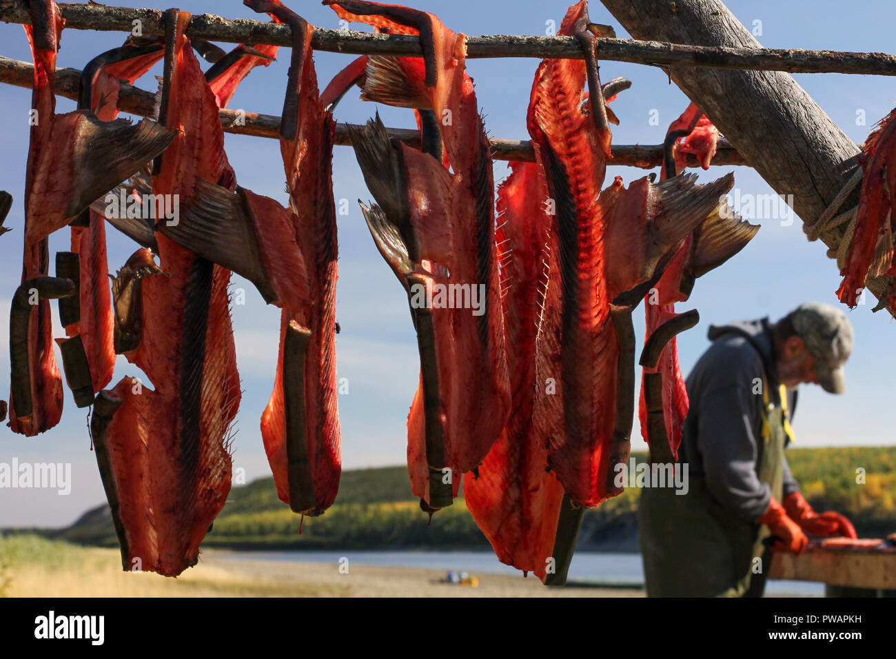 Yukon Territory, Alaska. Horizontal view of trapper cleaning salmon for ...