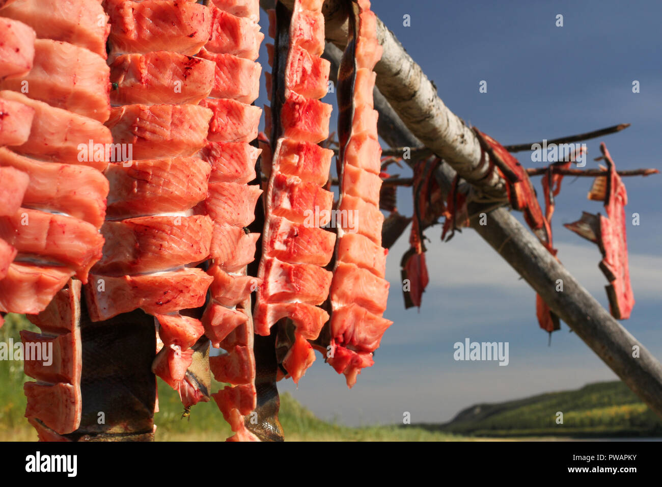 Yukon Territory, Alaska. Chum Salmon on a drying rack along the ...
