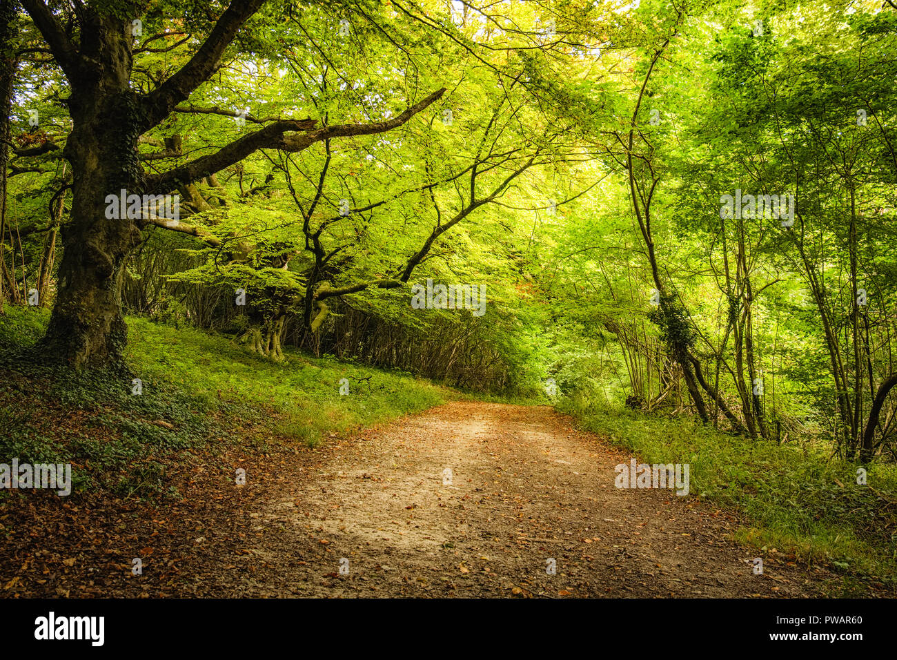 Woodland track dappled in sun hi-res stock photography and images - Alamy