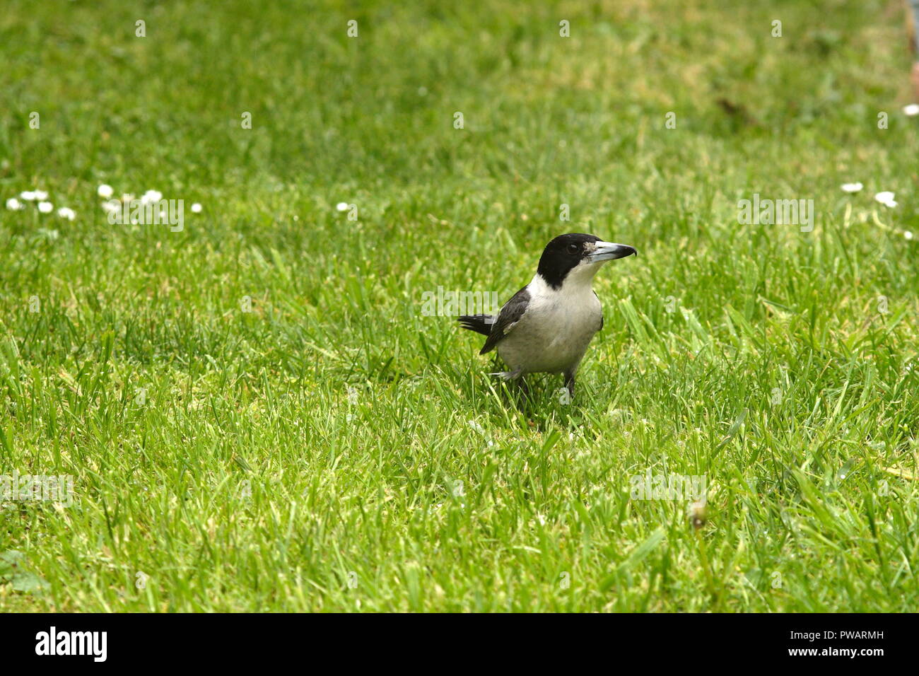 Grey butcher bird hi-res stock photography and images - Alamy