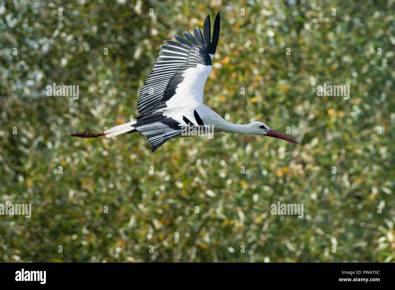 Stork in flight in Castle Estate in West Sussex Stock Photo - Alamy