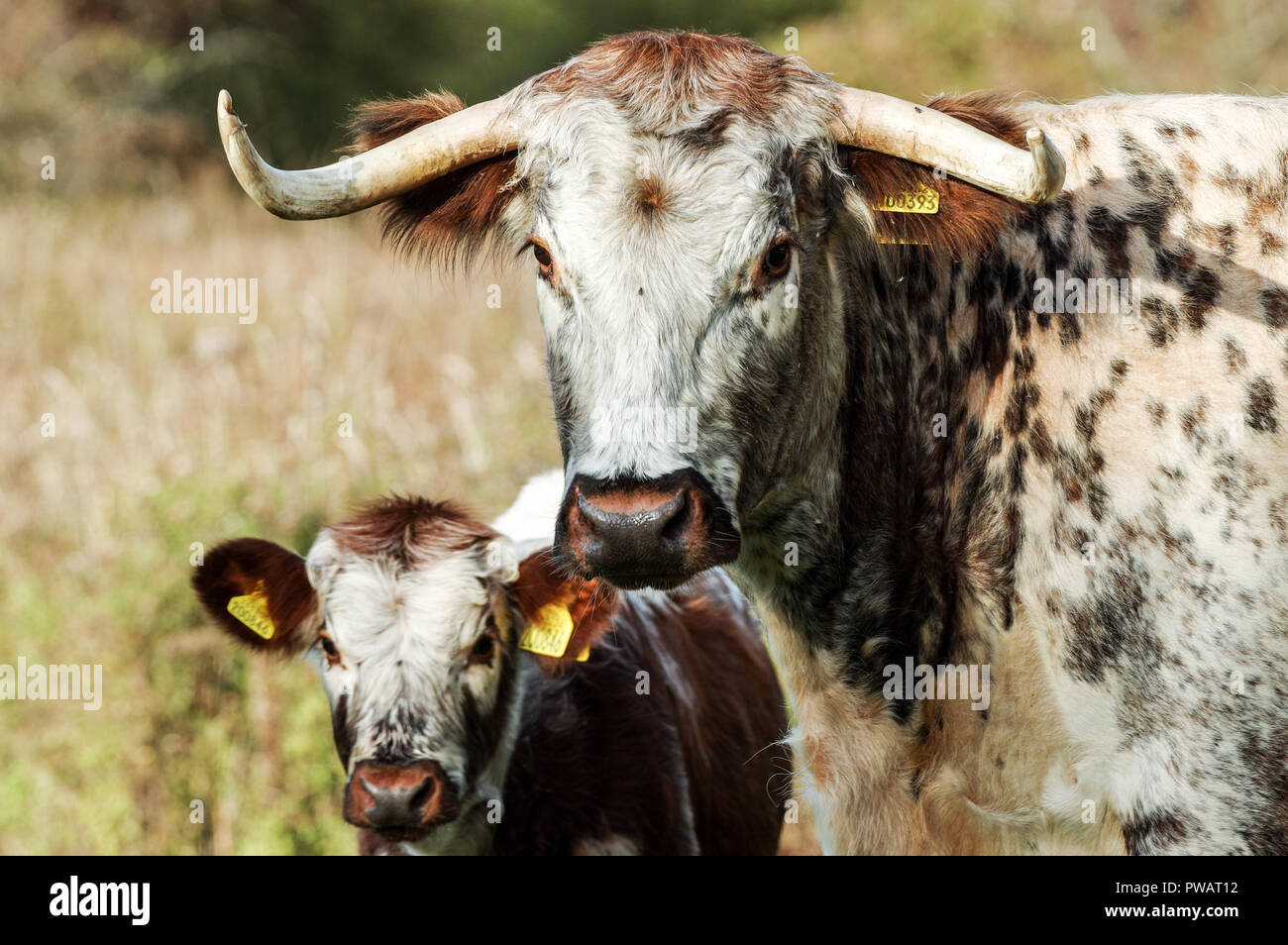 English longhorn cattle hi-res stock photography and images - Alamy