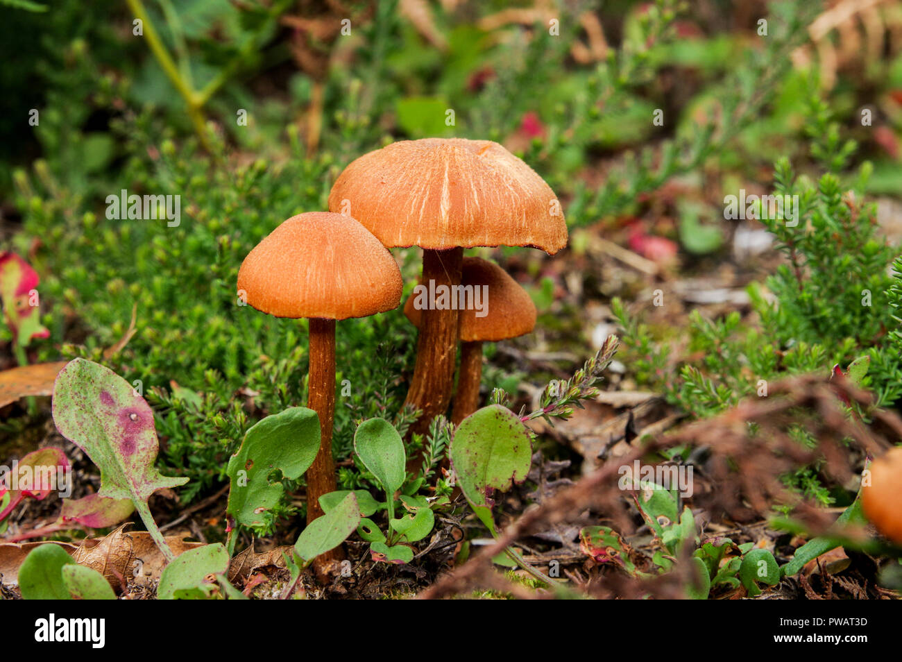 Bundle of deceiver mushrooms (Laccaria Laccata) in Chaile Common Nature ...