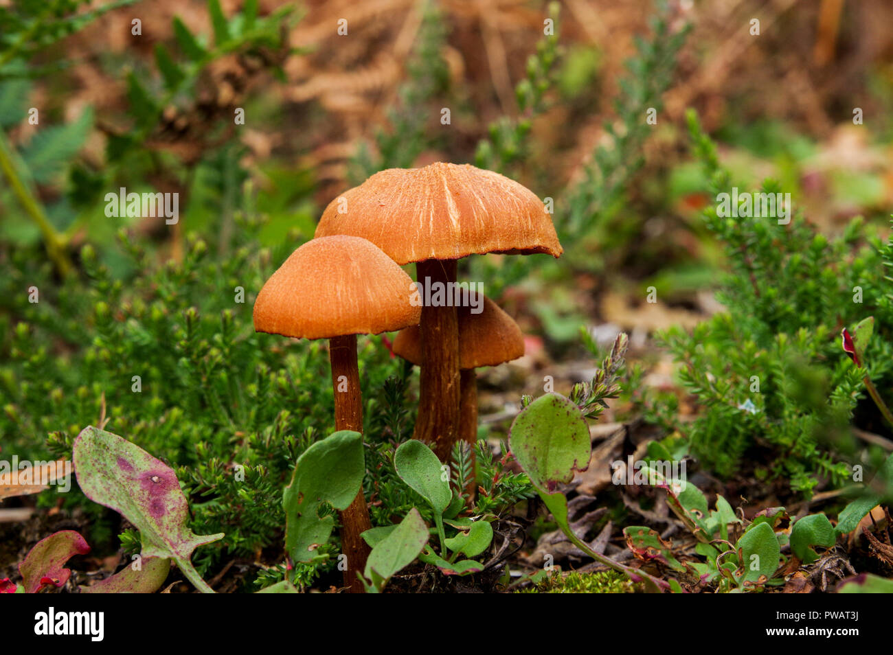 Deceiver hi-res stock photography and images - Alamy