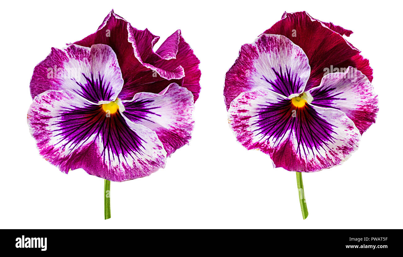 Closeup yellow pansy flowers Cut Out Stock Images & Pictures - Alamy
