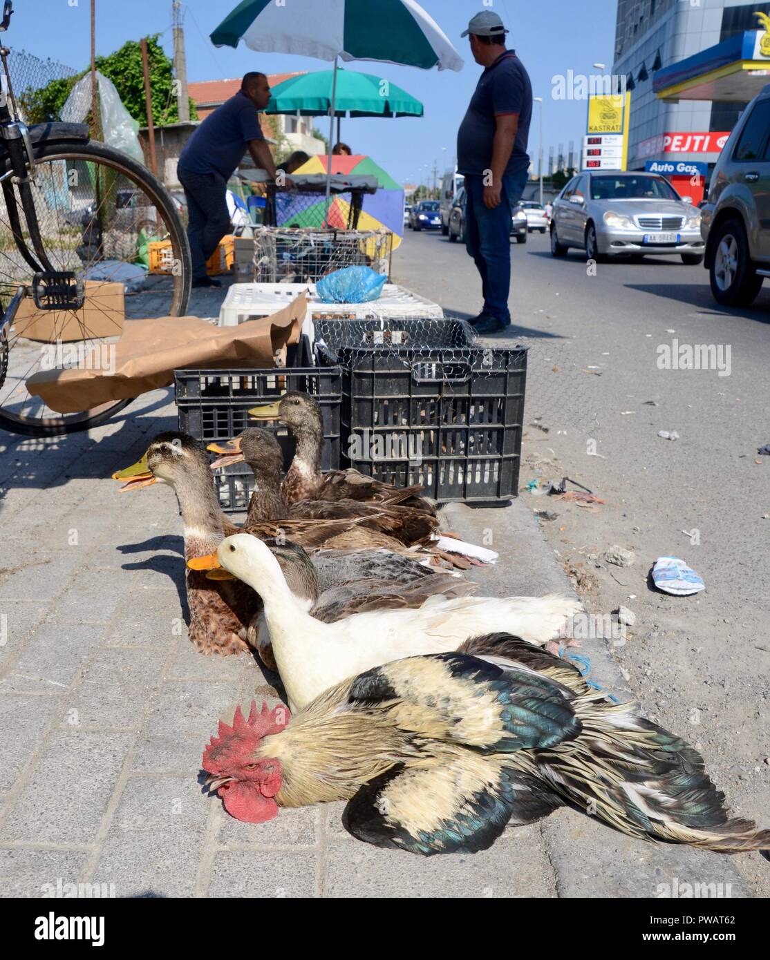men selling poultry by the roadside in shkoder albania Stock Photo - Alamy