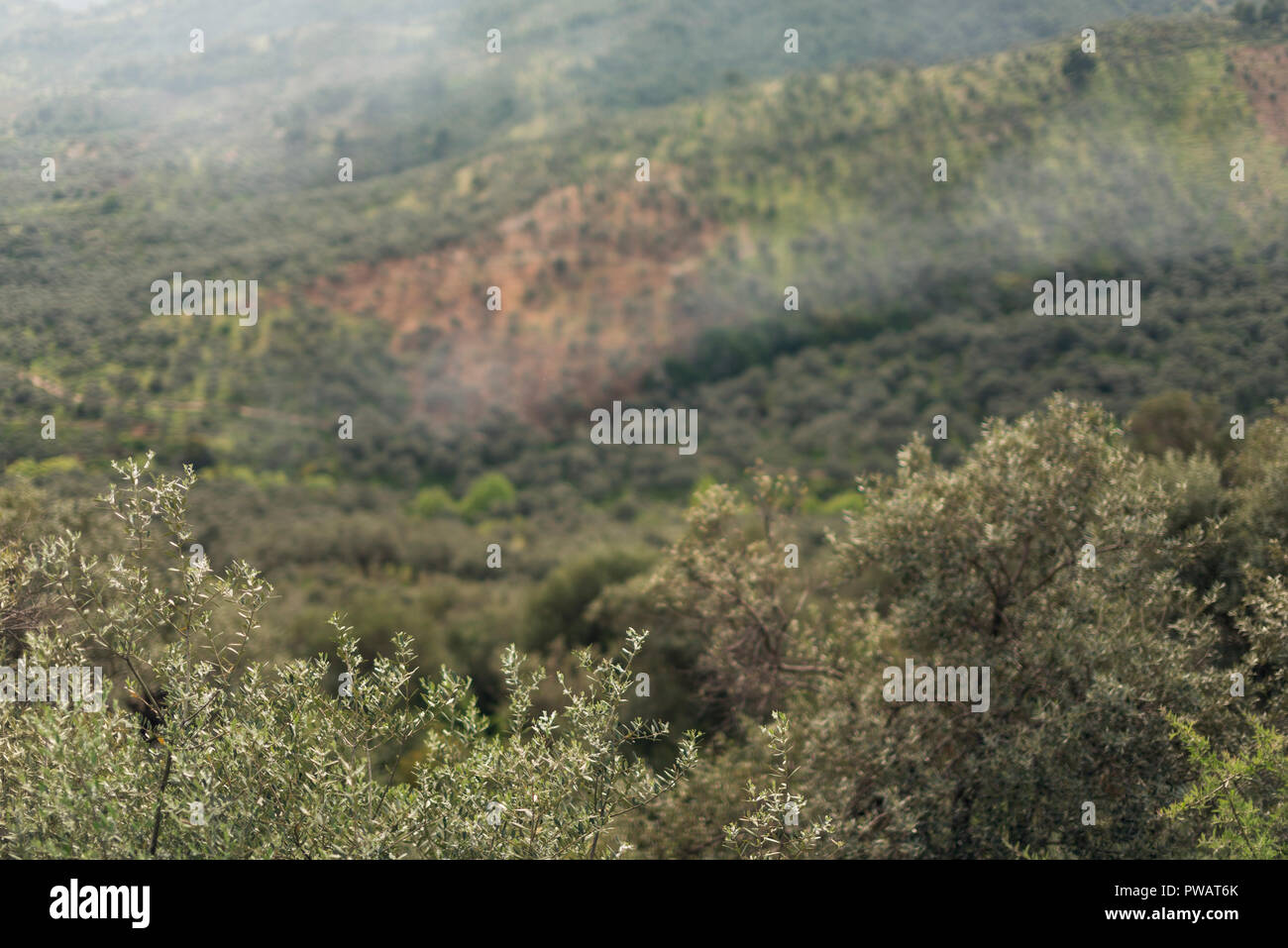 Olive tree at sunrise hi-res stock photography and images - Alamy
