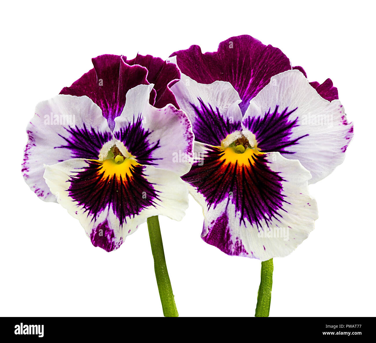 Closeup yellow pansy flowers Cut Out Stock Images & Pictures - Alamy