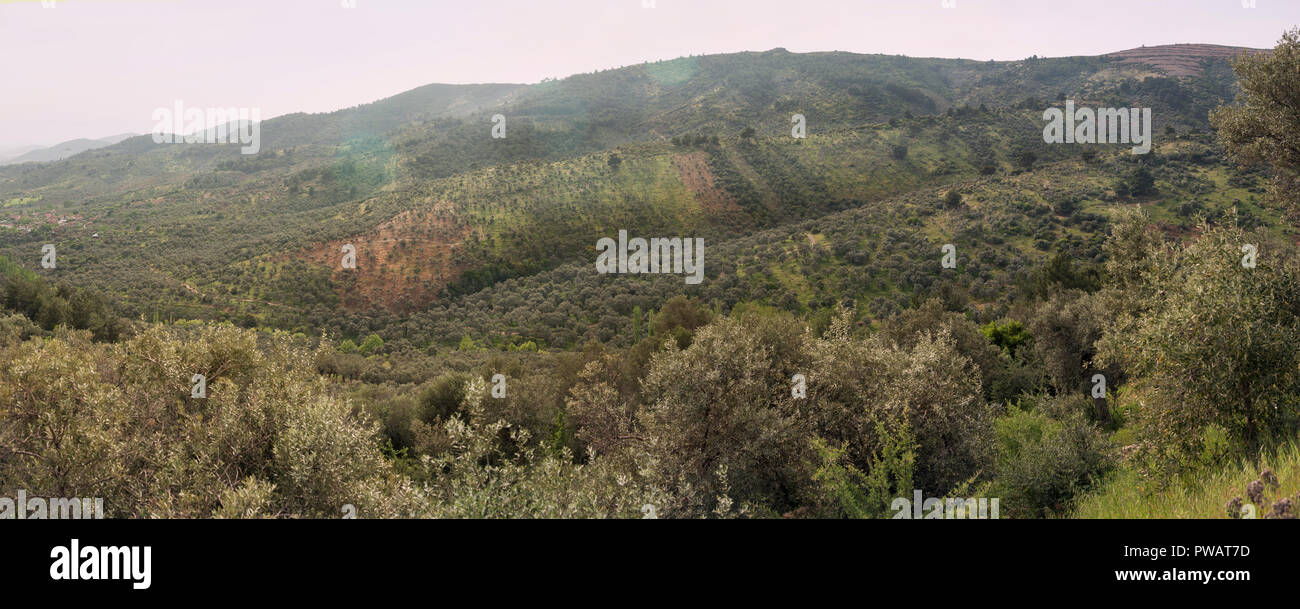 Panoramic landscape olive farm hi-res stock photography and images - Alamy