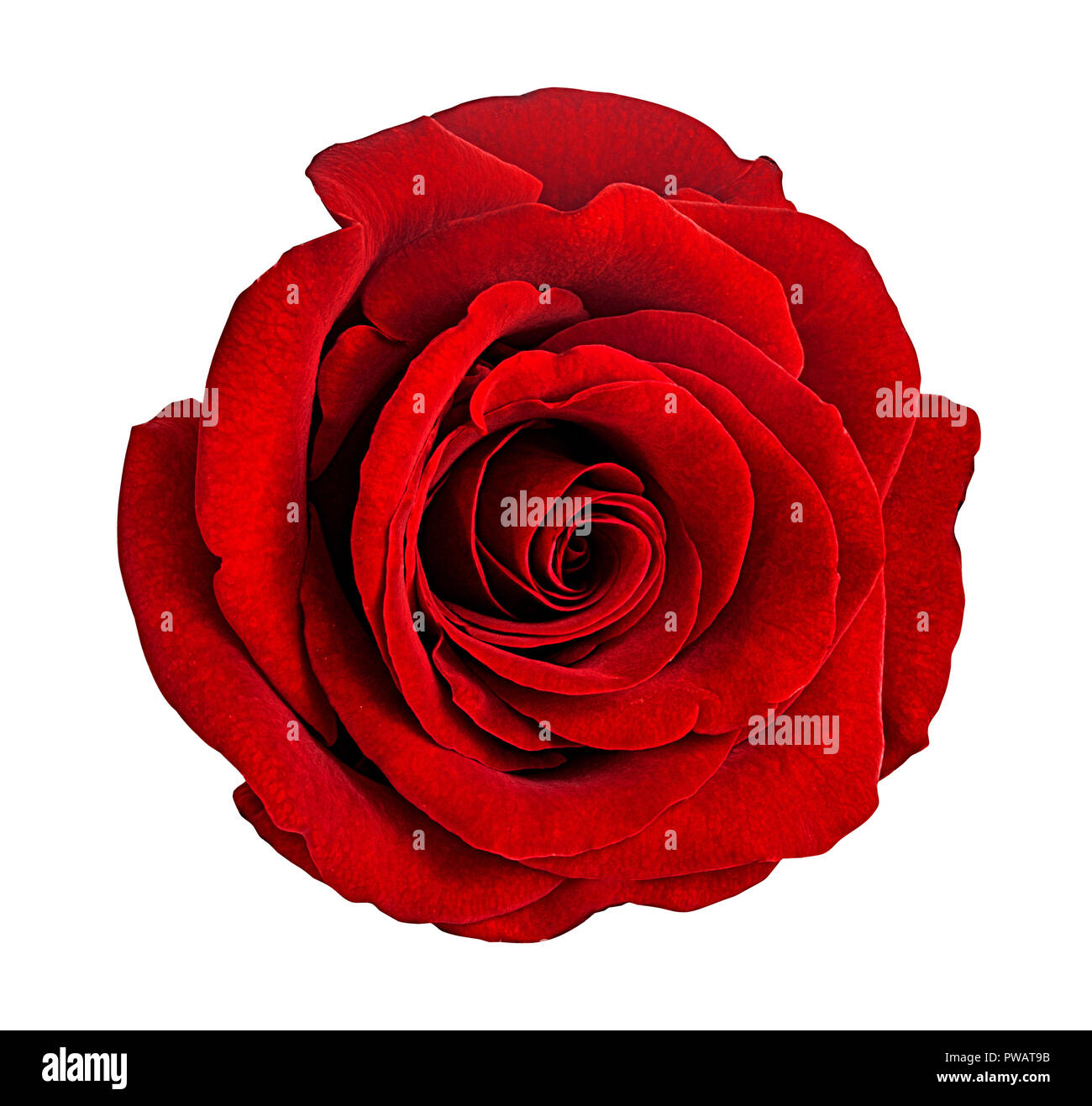 rose isolated on white background Stock Photo - Alamy