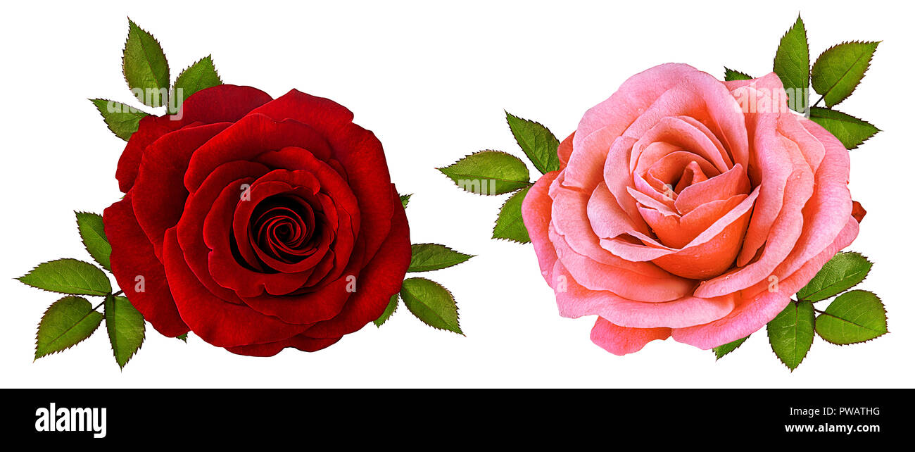 rose isolated on white background Stock Photo - Alamy