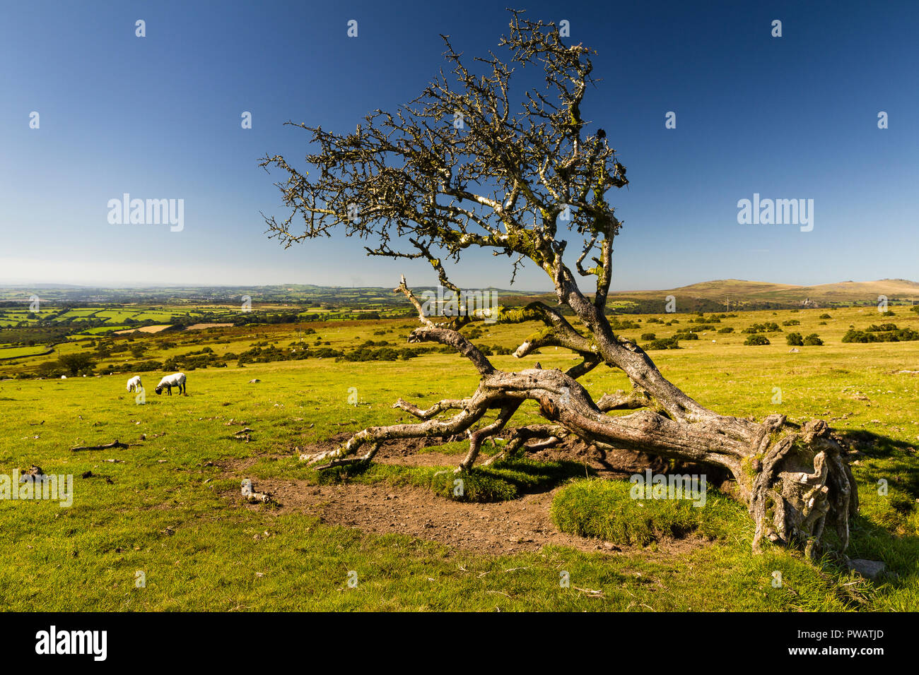 Fallen tree on hill in Dartmoor Stock Photo - Alamy