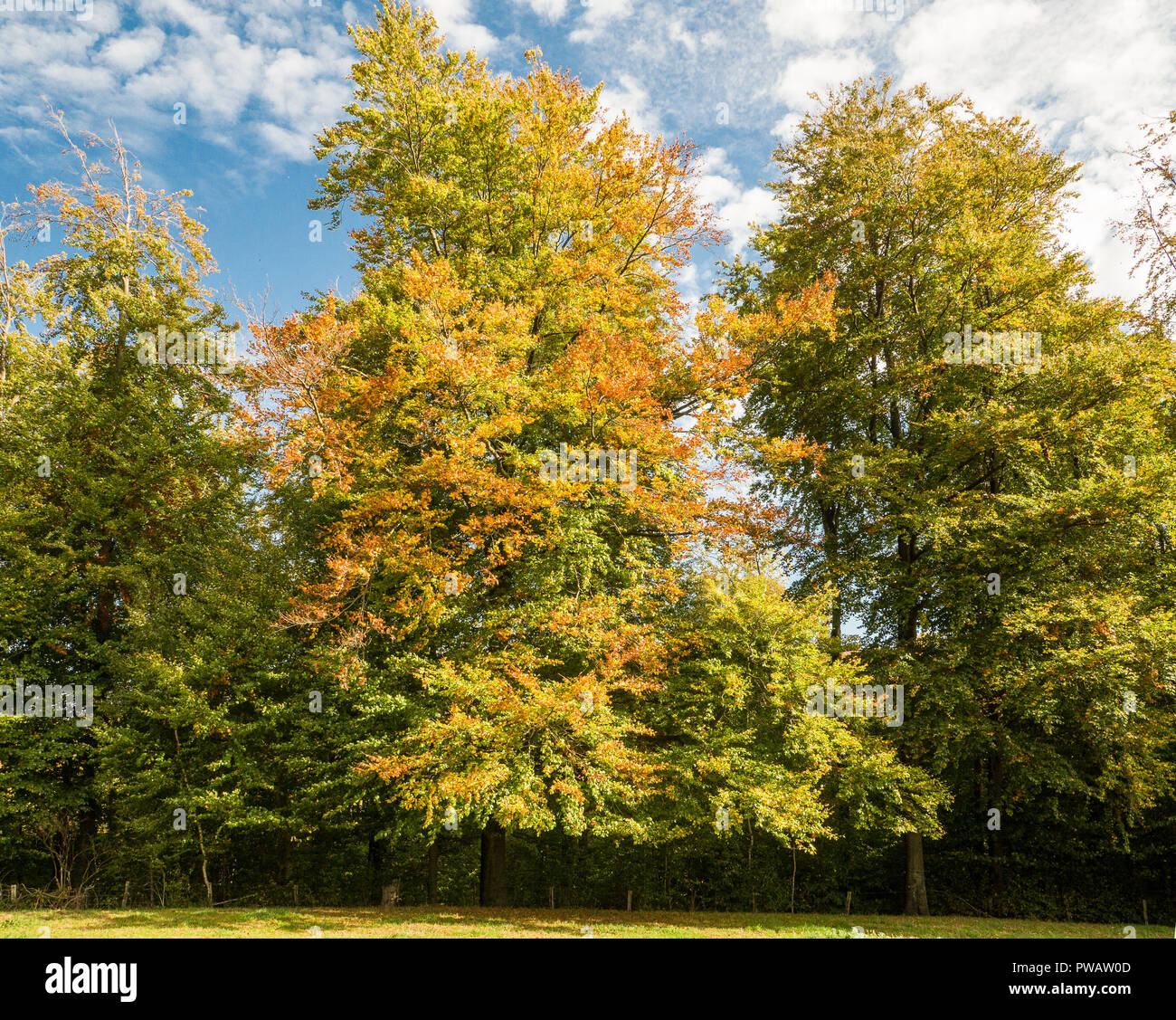 Autumn forest landscape, Aachen, Germany Stock Photo - Alamy