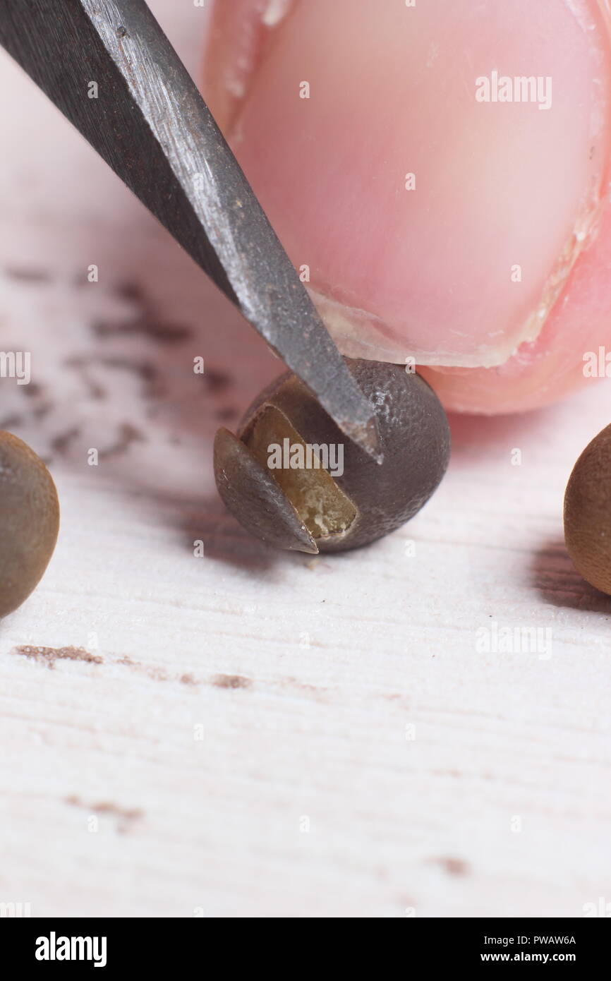 Lathyrus odoratus. Nicking (chitting, chipping or scarifying) the shell ...