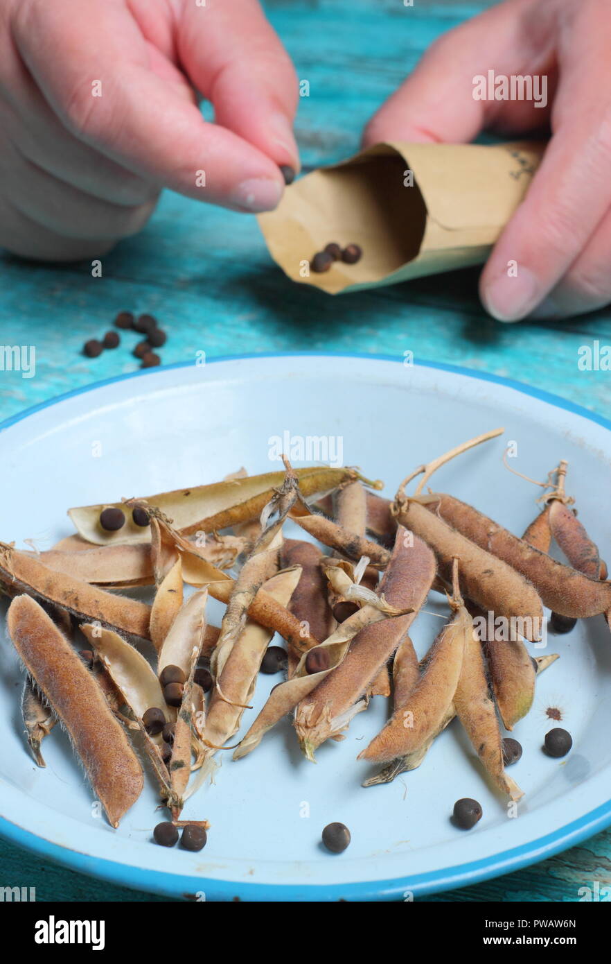 Storing seeds in an envelope hi-res stock photography and images - Alamy