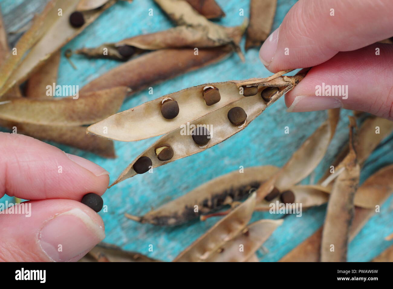 Storing sweet pea seed hi-res stock photography and images - Alamy