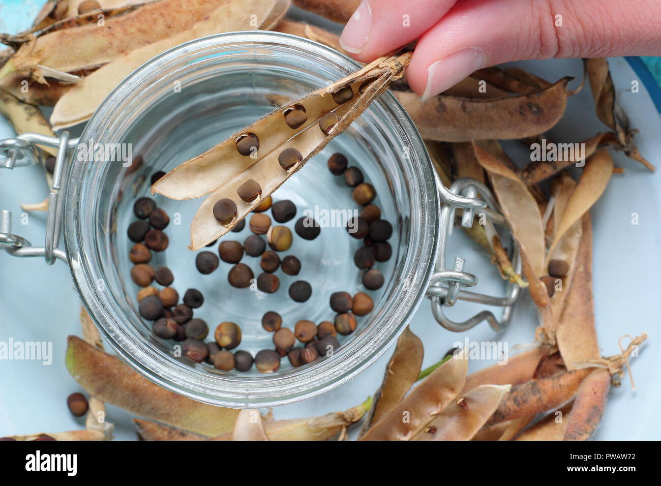 Drying seeds hi-res stock photography and images - Alamy