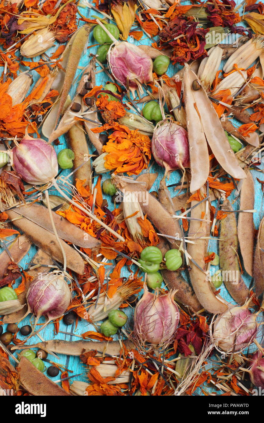 Drying flower seeds hi-res stock photography and images - Alamy