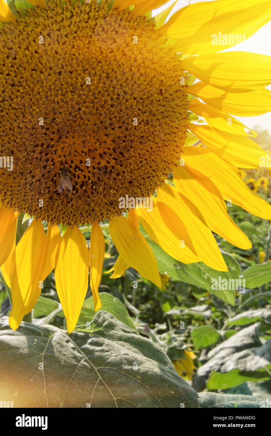Closeup of sunflowers hi-res stock photography and images - Alamy