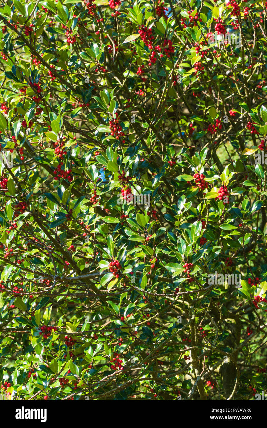 Highclere Holly tree (llex x altaclarensis) with fruit Stock Photo - Alamy