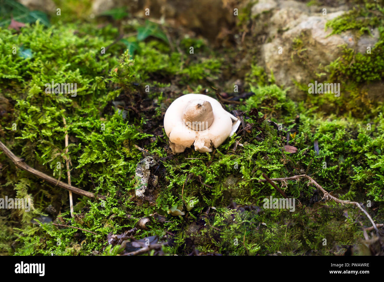 Earth Star Fungus High Resolution Stock Photography and Images - Alamy