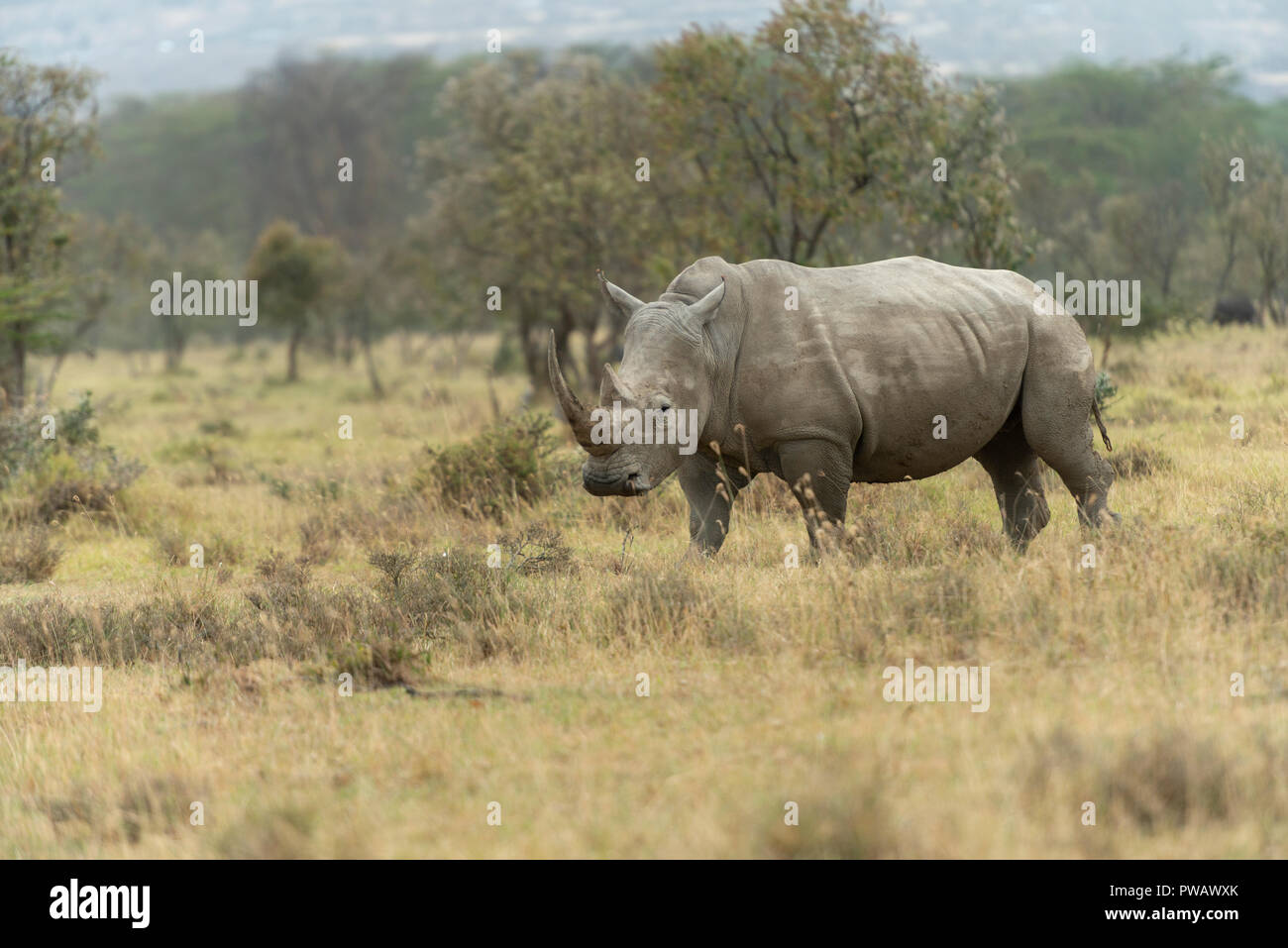 White Rhino Grazing at Lake Nakuru Stock Photo - Alamy