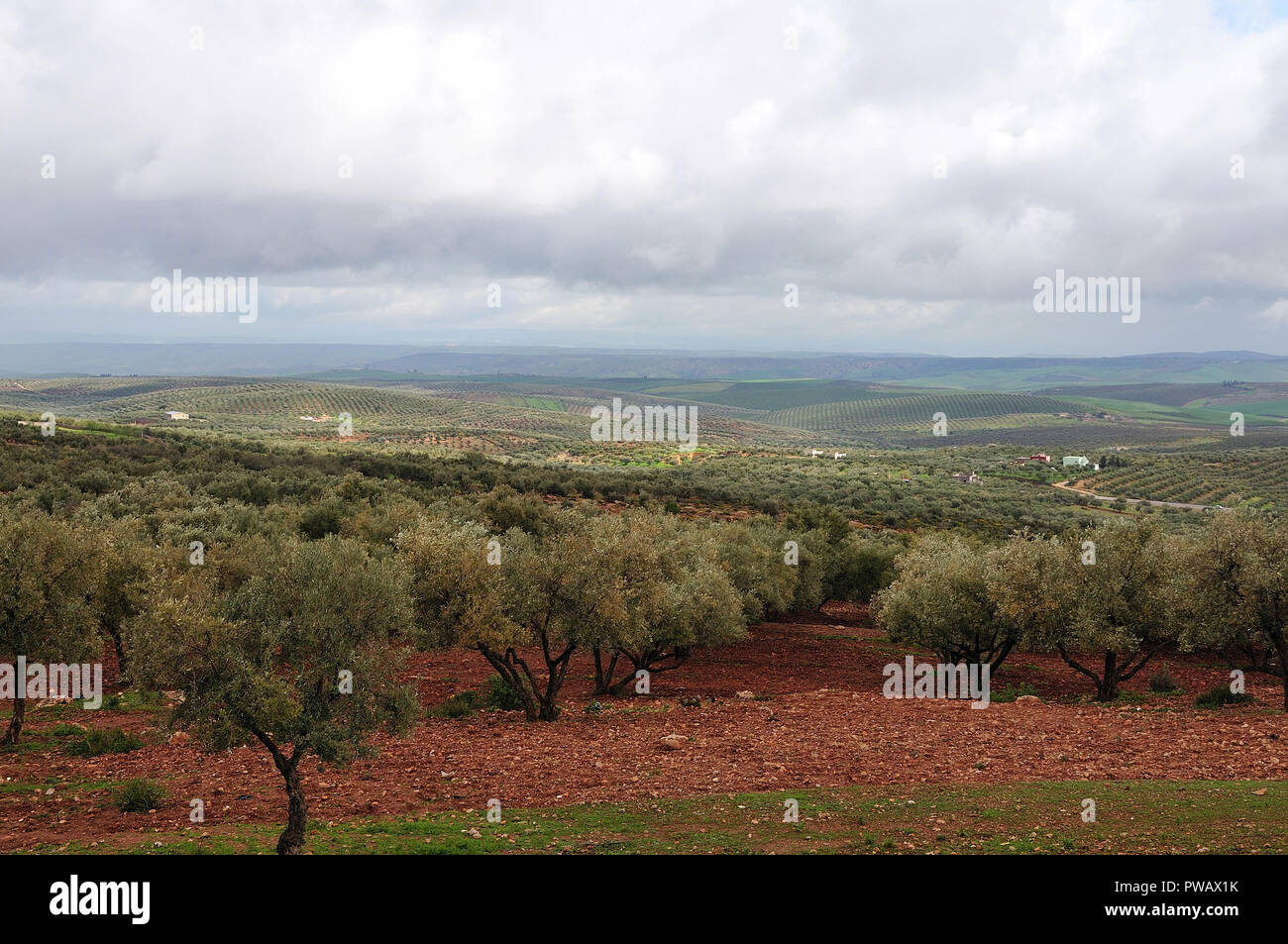 Olive trees morocco hi-res stock photography and images - Alamy