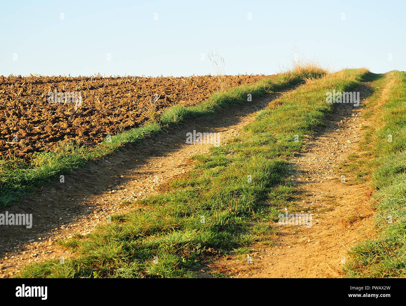 country lane in morning sun alongside harvested field with cut corn ...