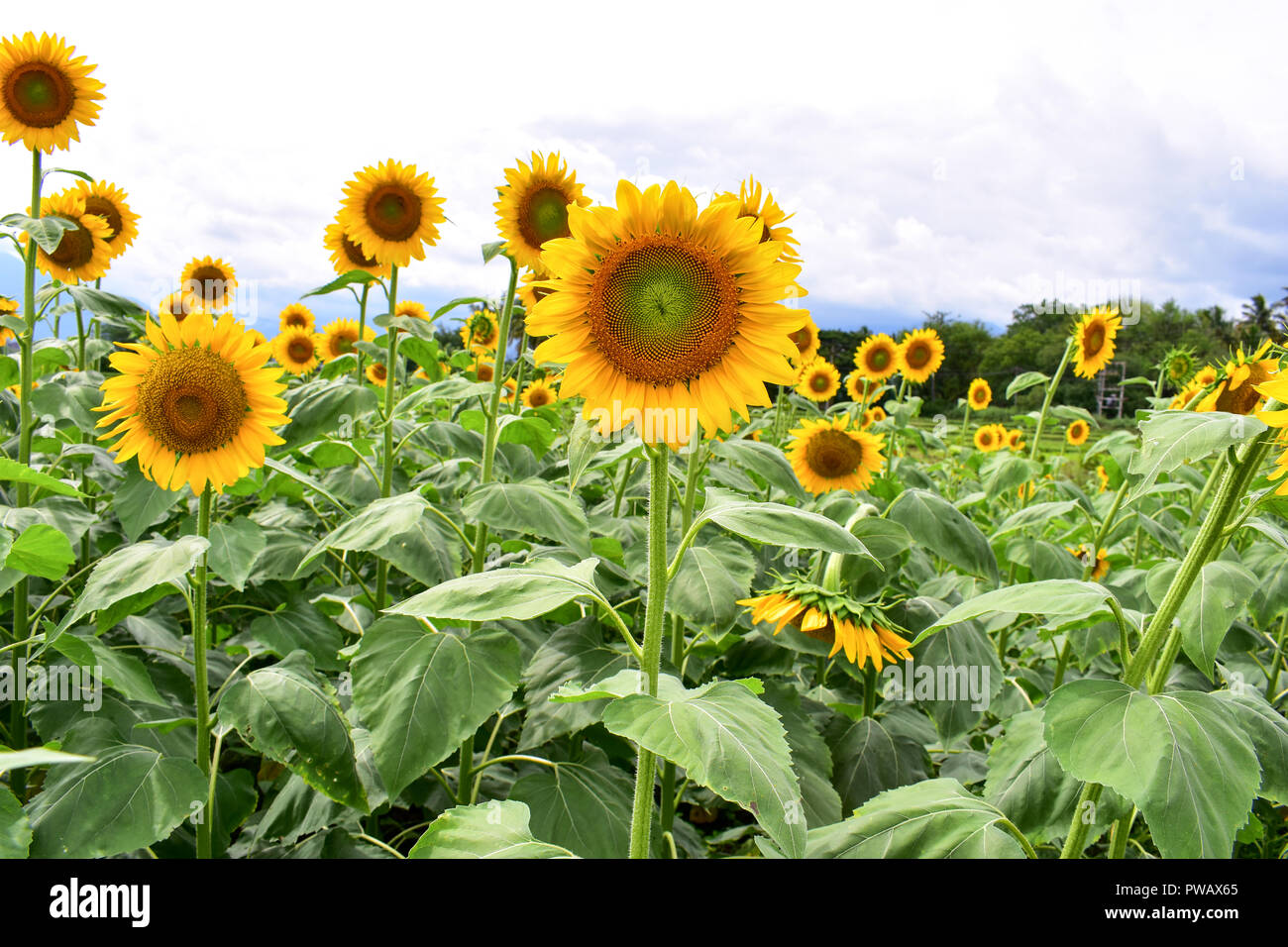 Sunflower Field Under Sunny Sky Stock Photo - Alamy