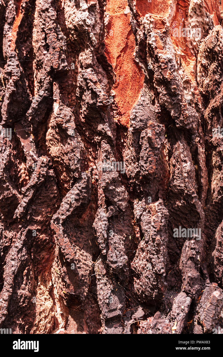 Tree bark natural pattern hi-res stock photography and images - Alamy