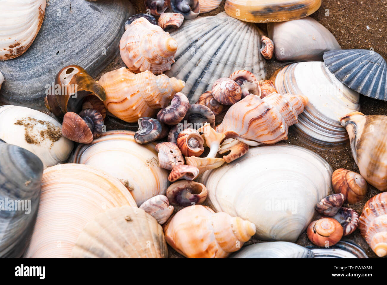 A full frame image of seashells washed up on a New Zealand shore in an ...