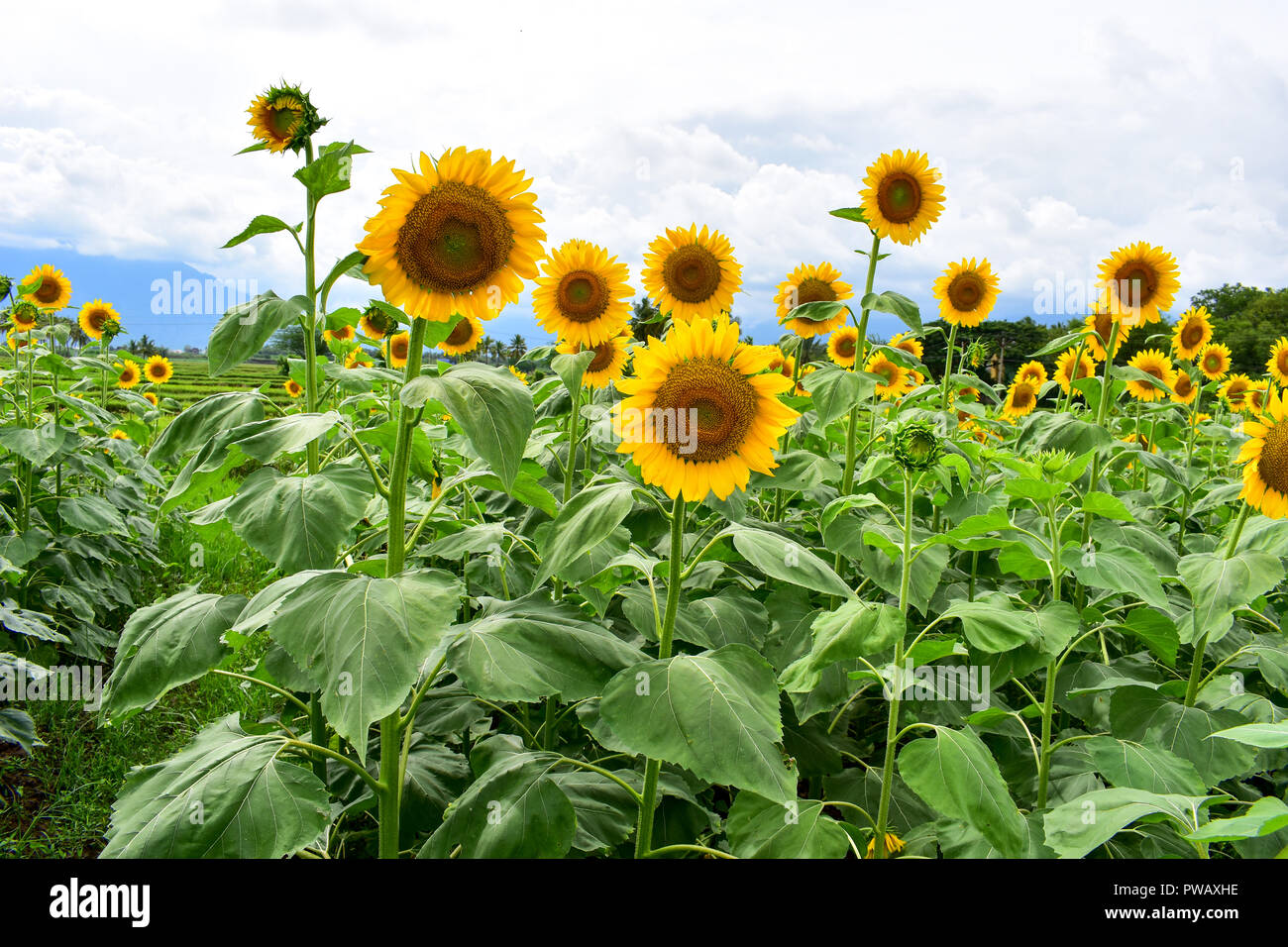 Sunny Smile Sunflower