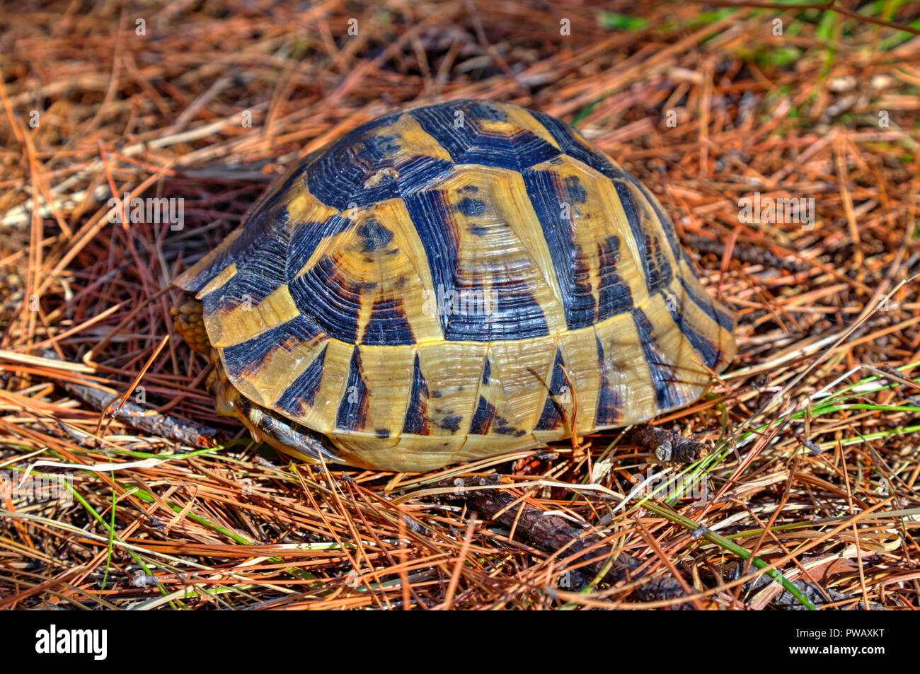 Beautiful turtle in the forest closeup Stock Photo - Alamy