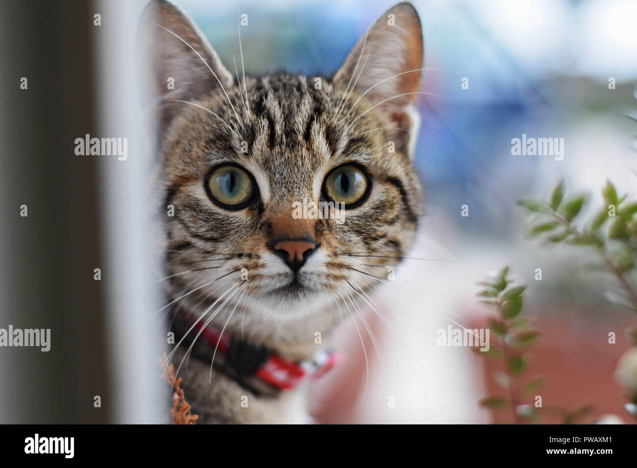 Closeup portrait of adorable domestic cat in front of the window ...