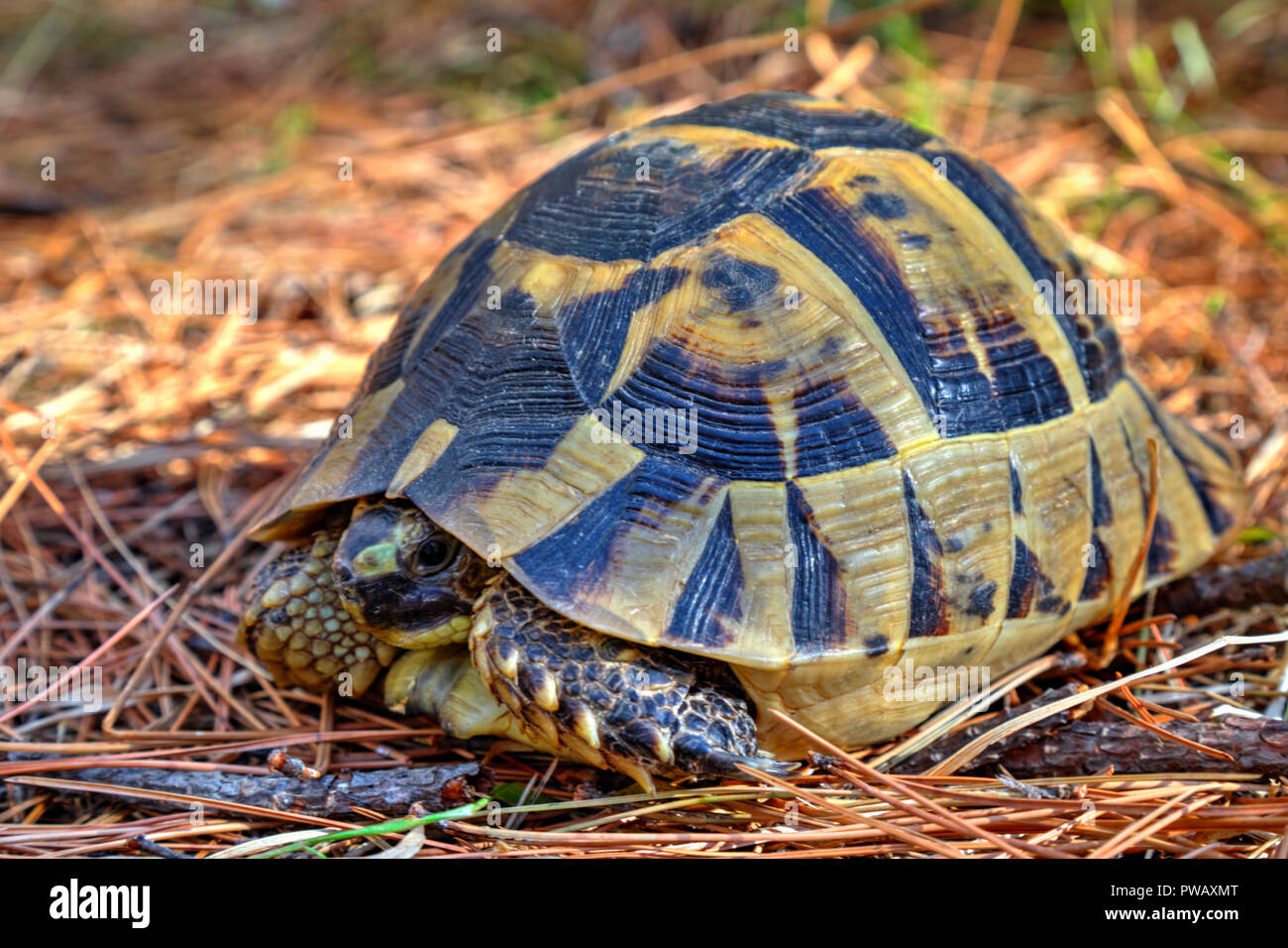 Beautiful turtle in the forest closeup Stock Photo - Alamy