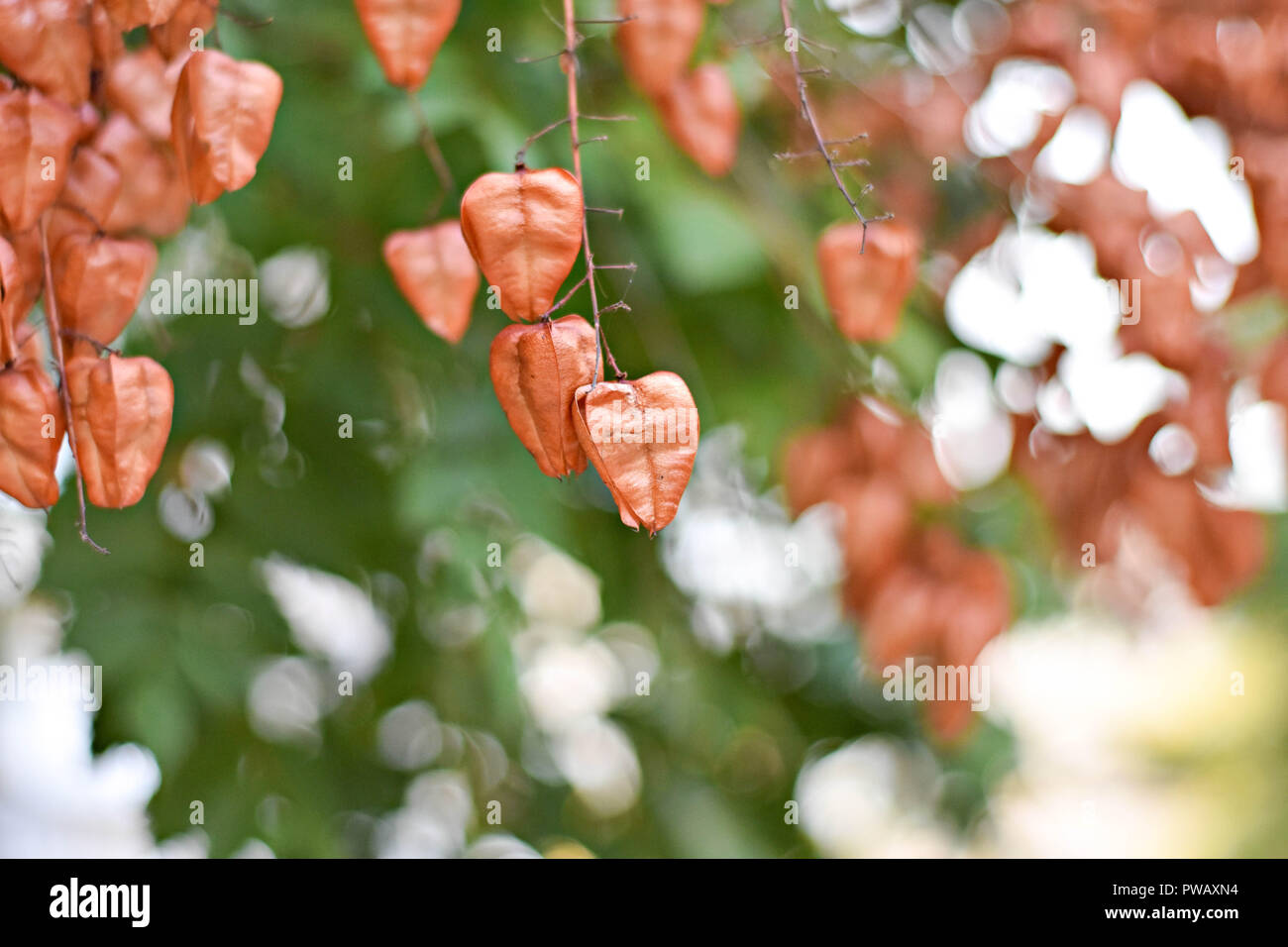 Romantic tree shape with heart shaped leaves/ Beautiful autumnal ...