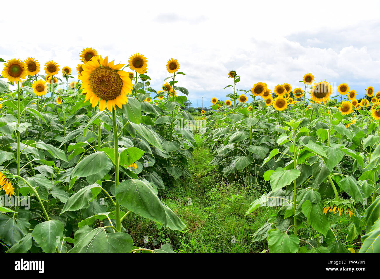 Sunny Smile Sunflower