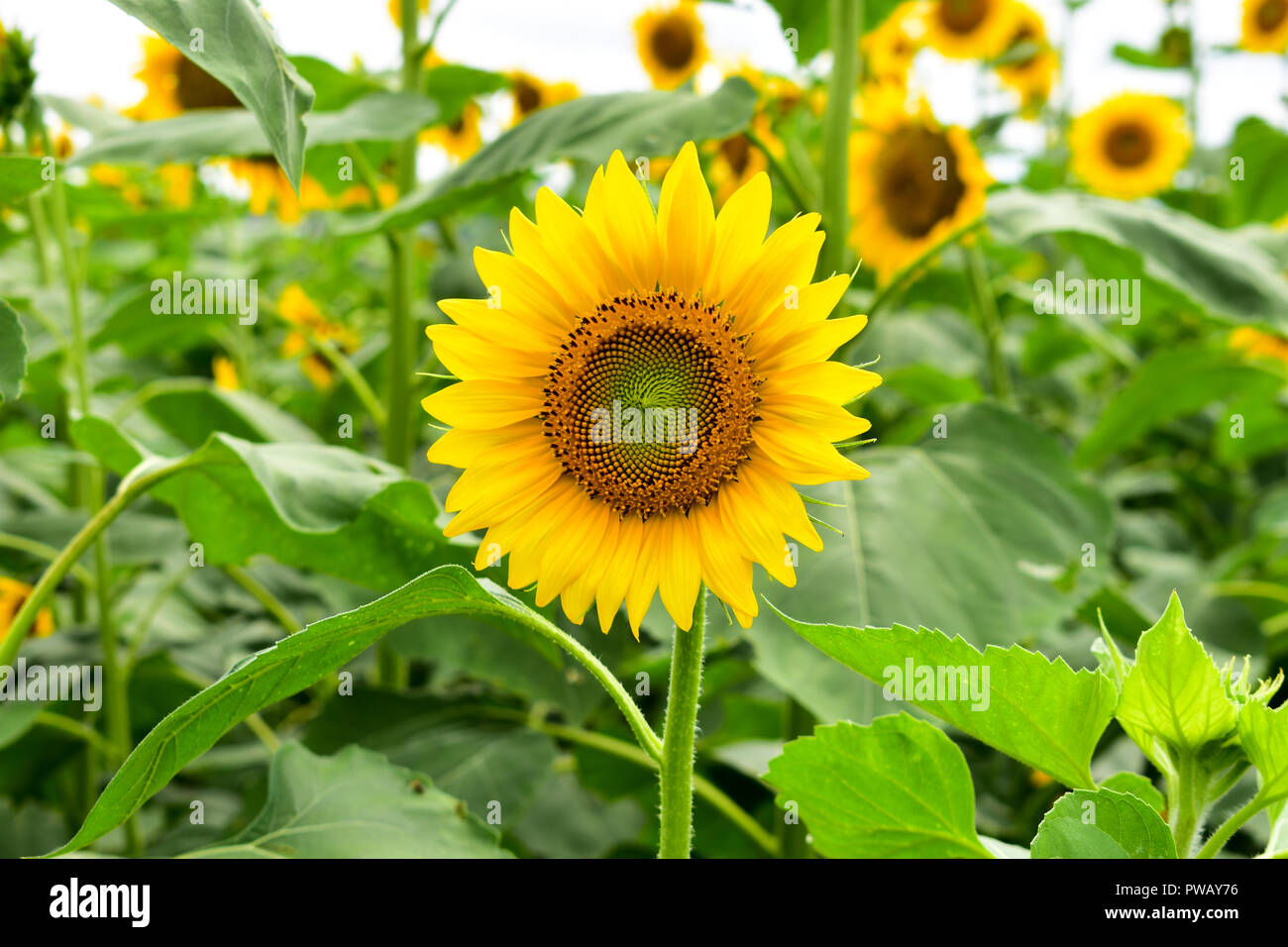 Mammoth Russian Sunflower Stock Photo - Alamy