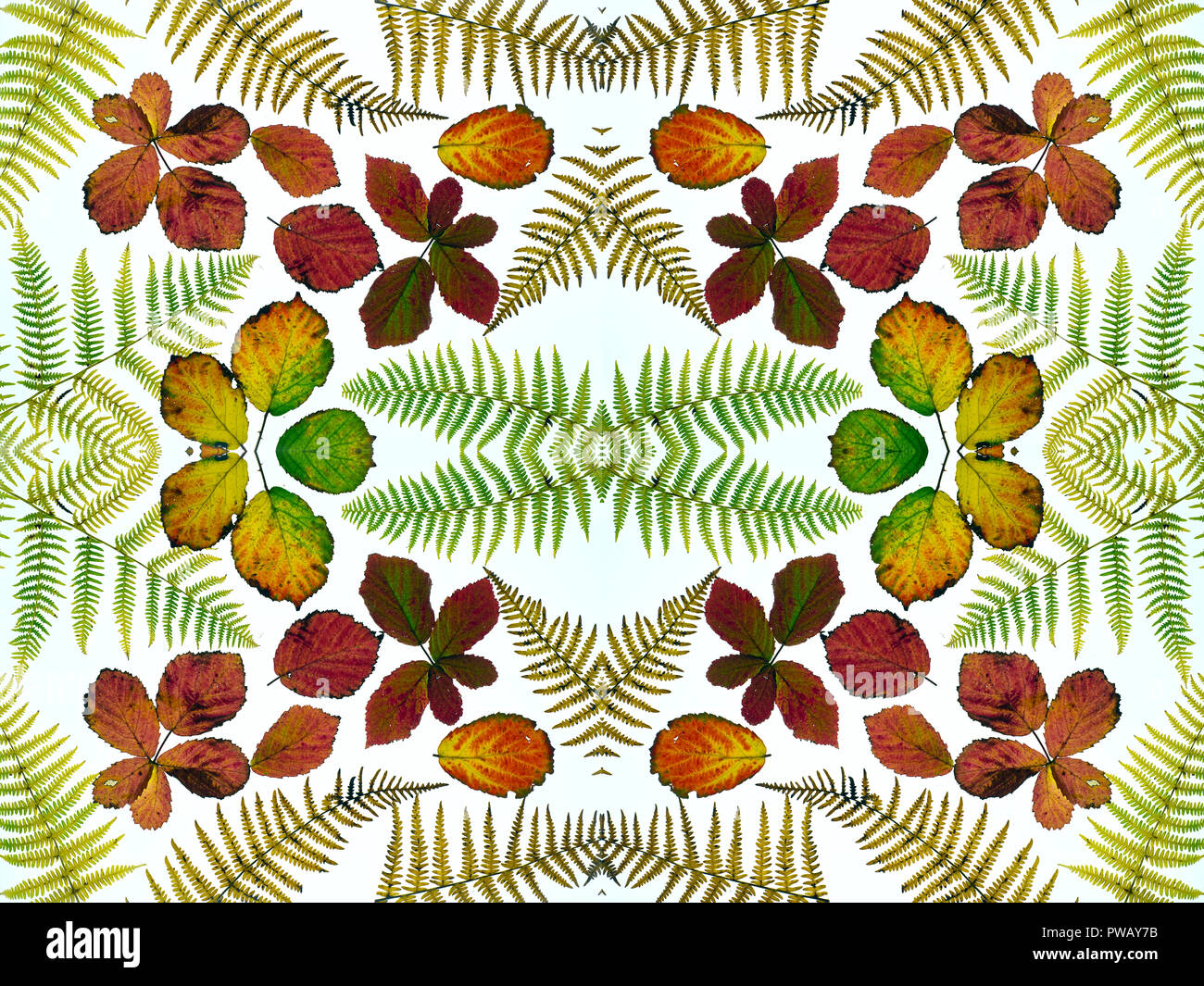 Kaleidoscope layout of bramble leaves Rubus fruticosus and bracken ...