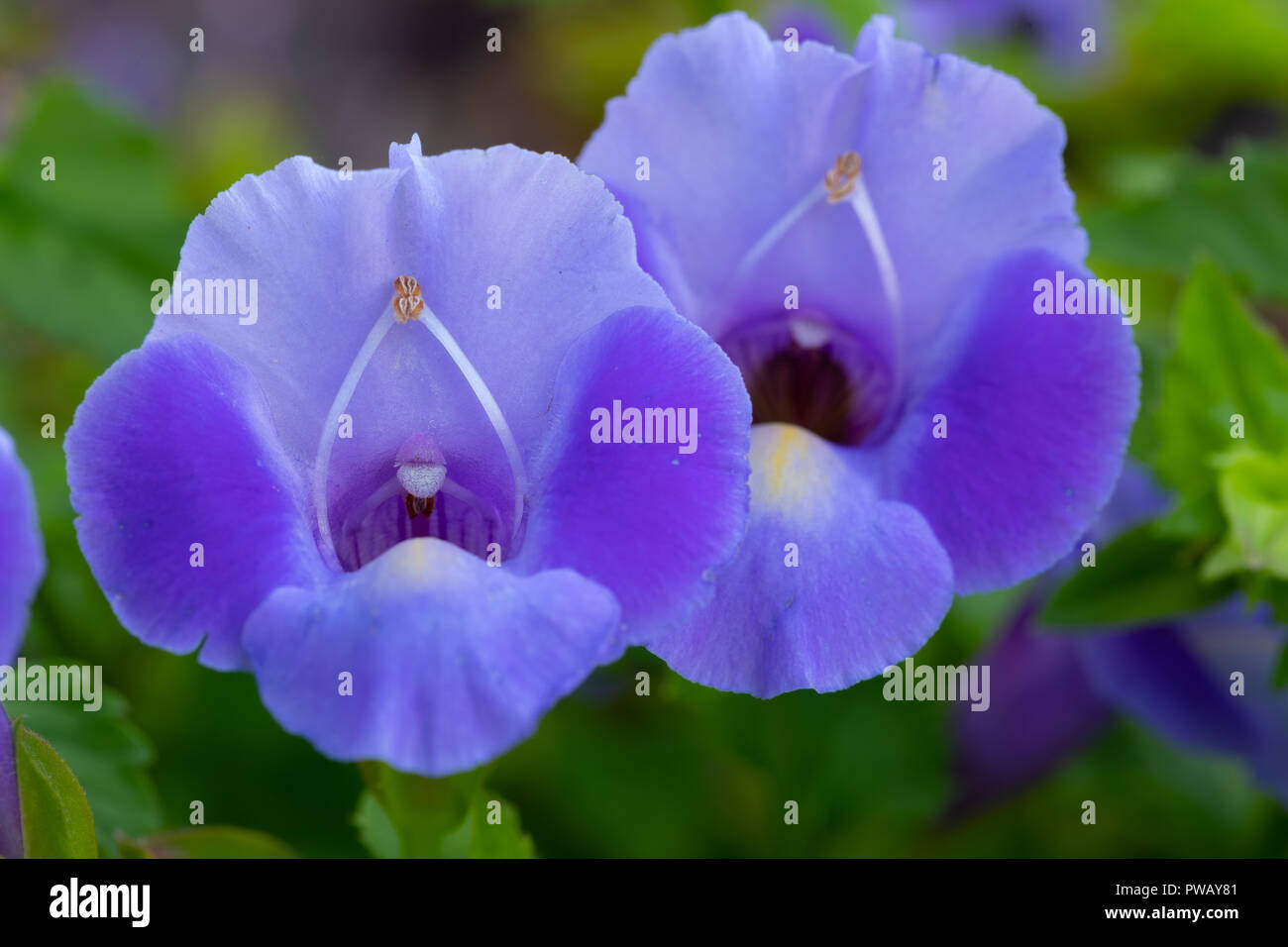 Torenia wishbone flowers hi-res stock photography and images - Alamy