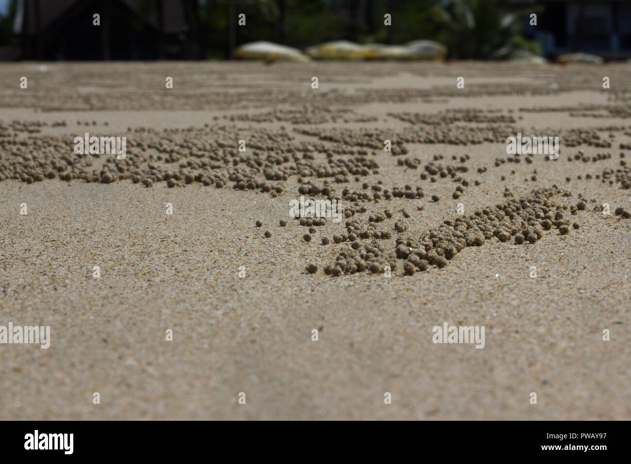 many small stone sand on the beach crab markings Stock Photo - Alamy