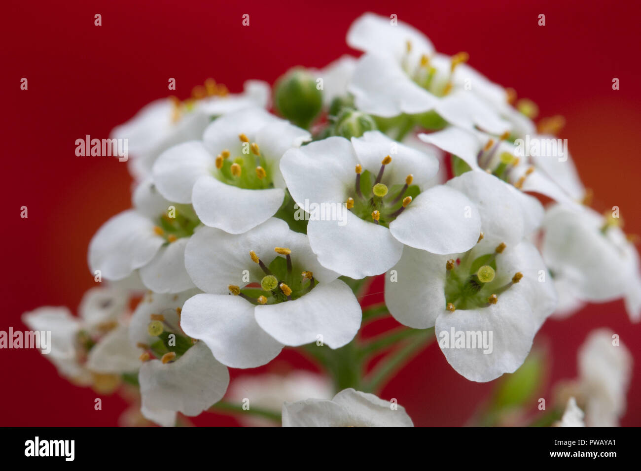 White Sweet alyssum flowers against red begonias background soft focus ...