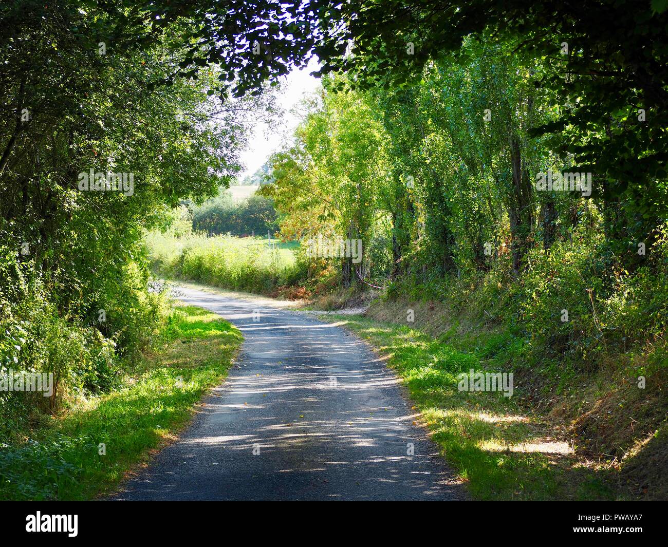Walking along a french country lane under a tunnel of trees on a hot ...