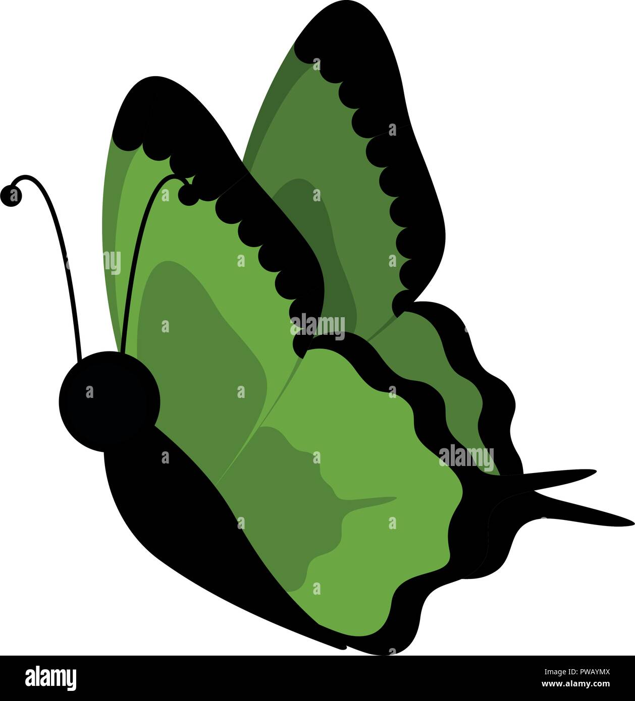 Isolated cute butterfly icon Stock Vector Image & Art - Alamy