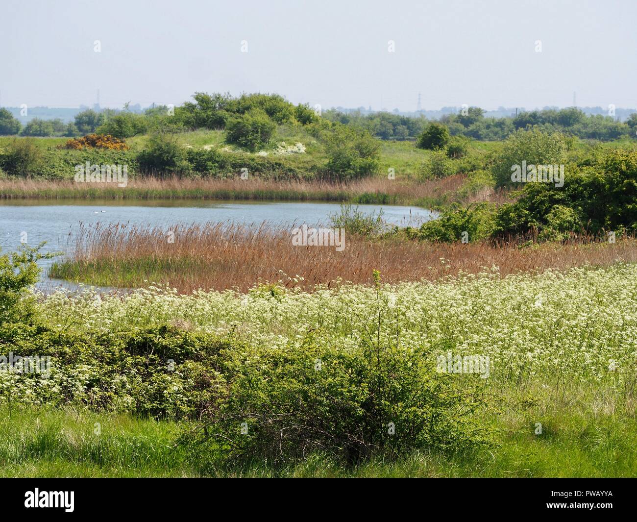 Countryside view of the Lakes at Heybridge Basin, Essex Stock Photo - Alamy