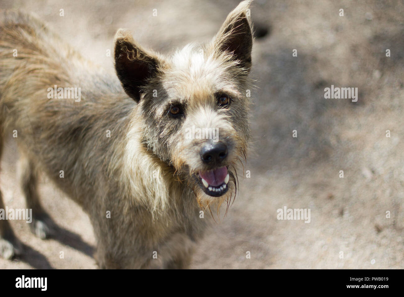 Feral dogs hi-res stock photography and images - Alamy