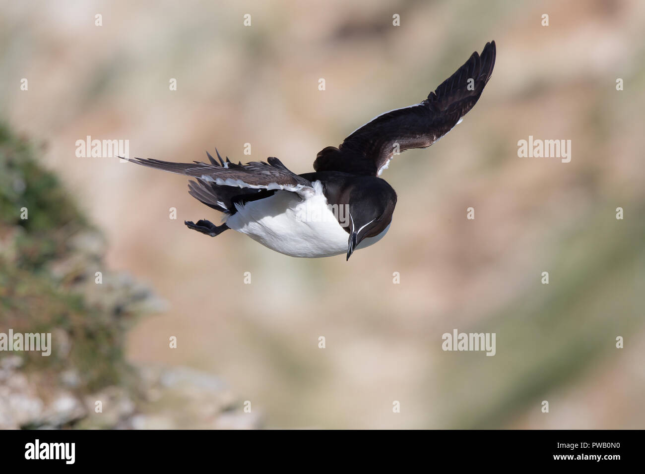 Close up of wild UK razorbill seabird (Alca torda) isolated in midair ...